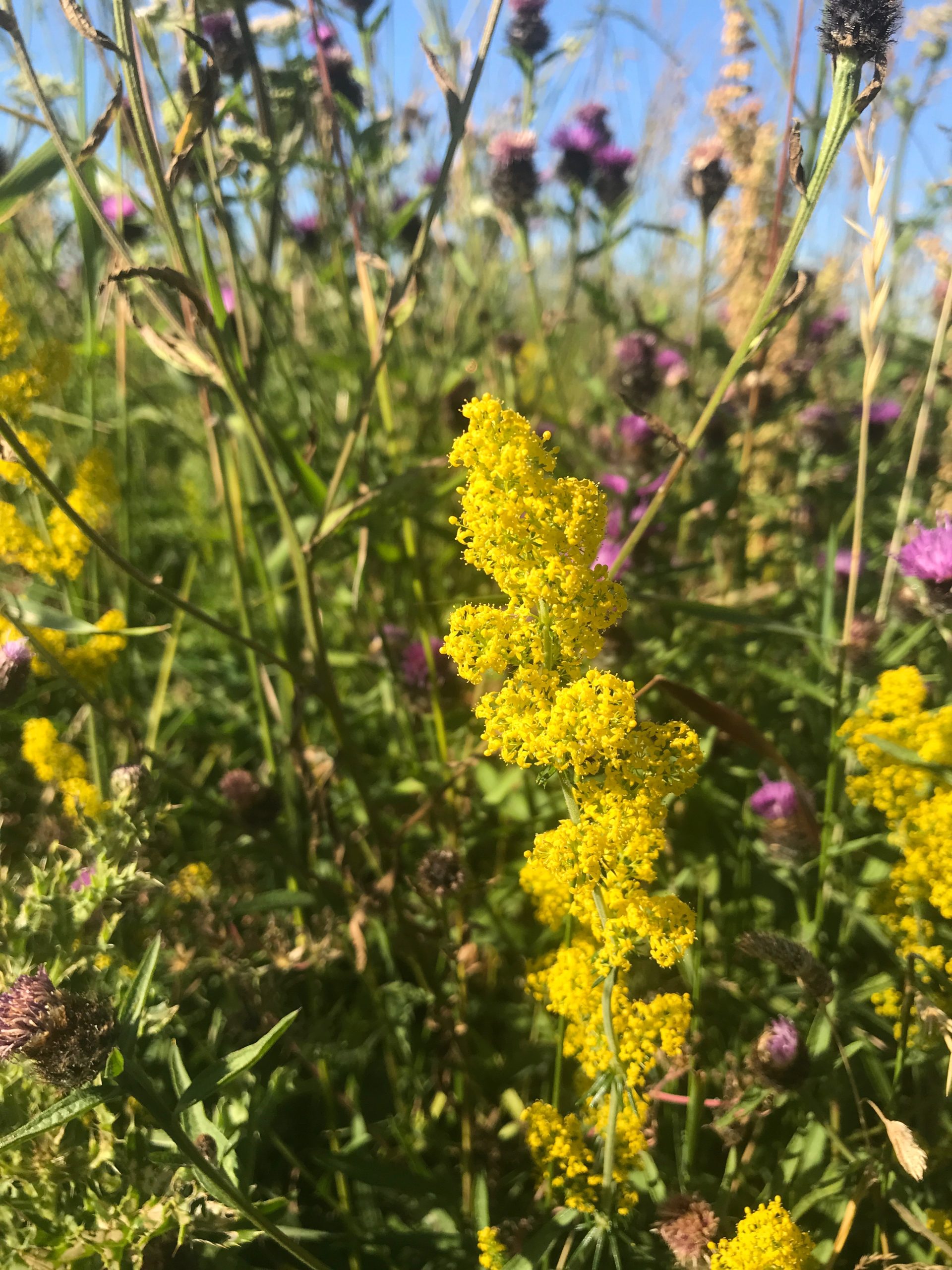 The Benefit of Field Margins - Quex Park
